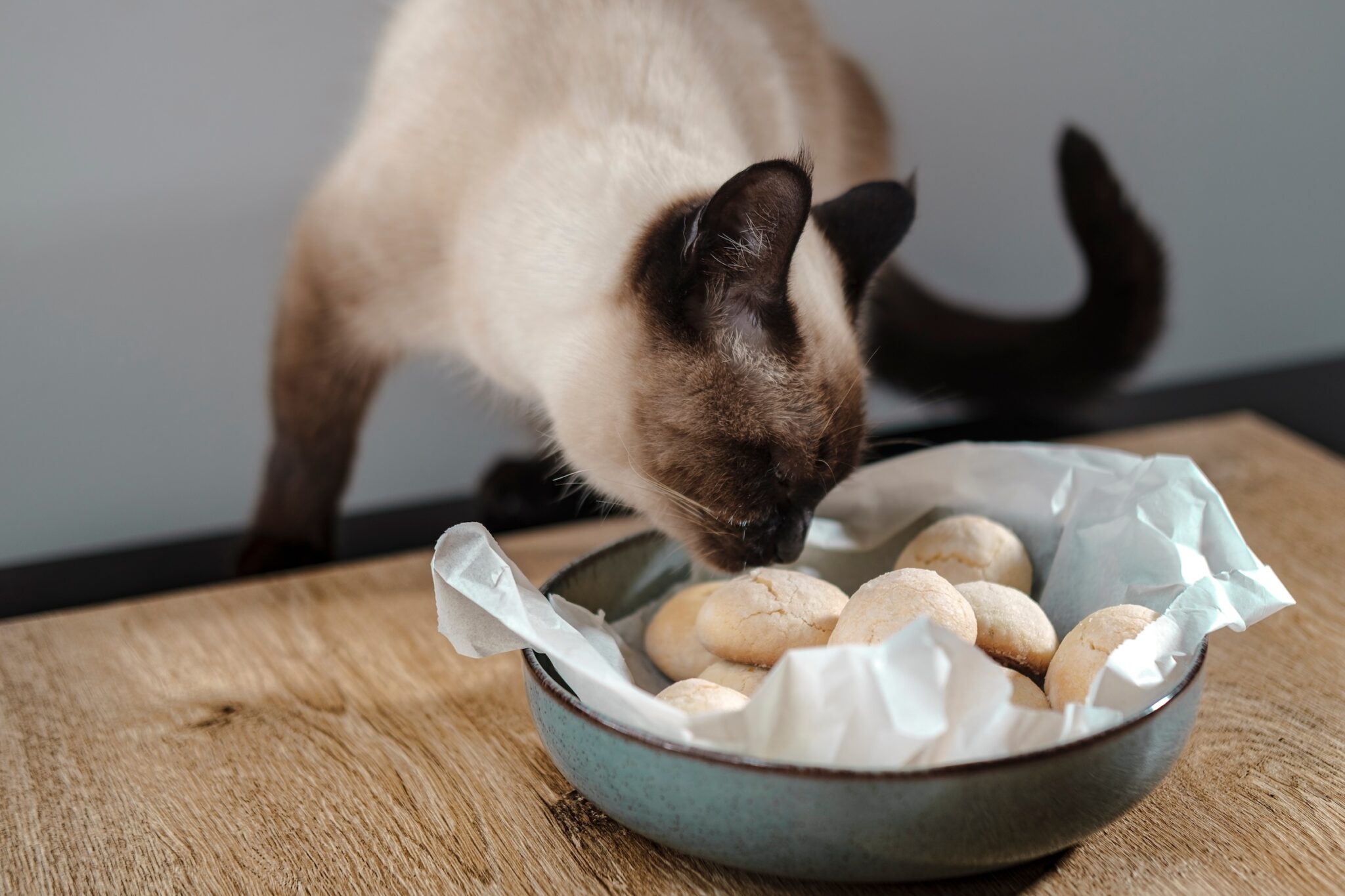 Foods Toxic To Cats - Elkins Park Veterinary Hospital